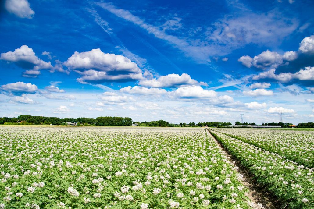 Aardappelvelden in volle bloei, prachtig! - Boerderij Chips.nl